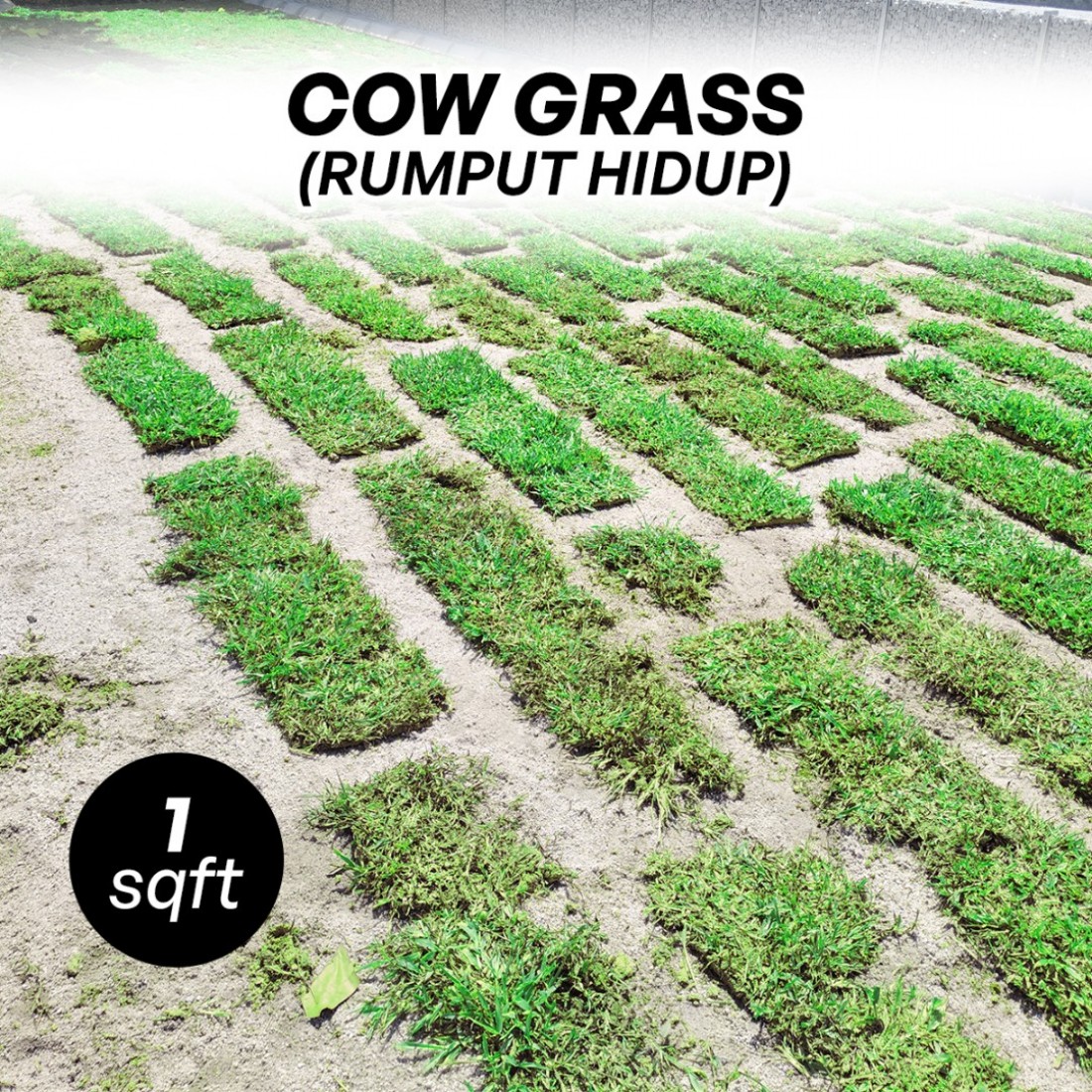 Cow Grass/Rumput Hidup 1sqft (12'' x 12'')